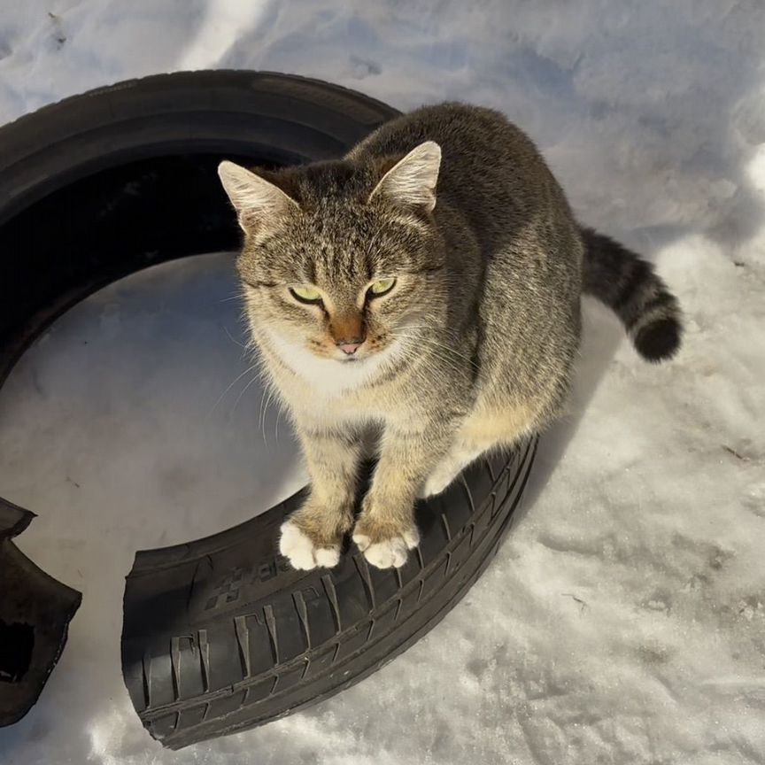 Кошечка живет на улице под машинами