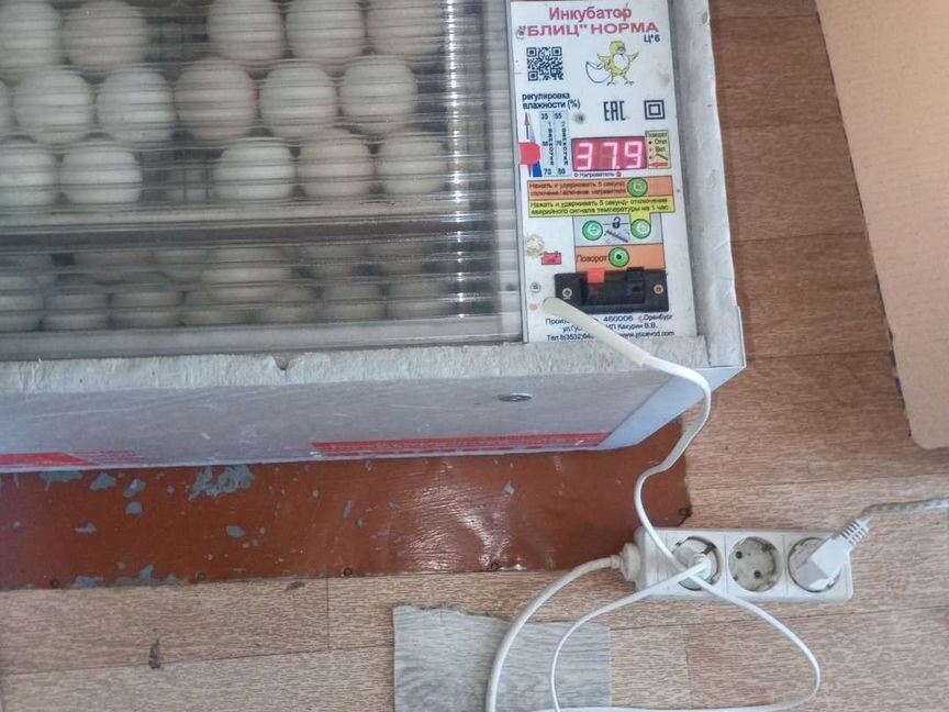 Цыплята бройлеры кобб 500