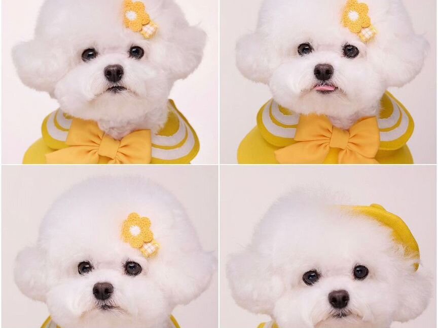 Щенки бишон фризе