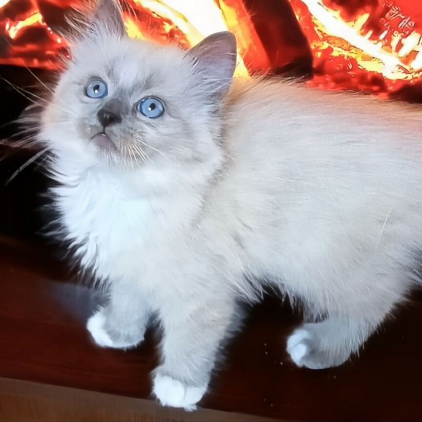 Рэгдолл котёнок