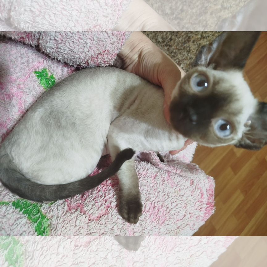 Девон-рекс котёнок