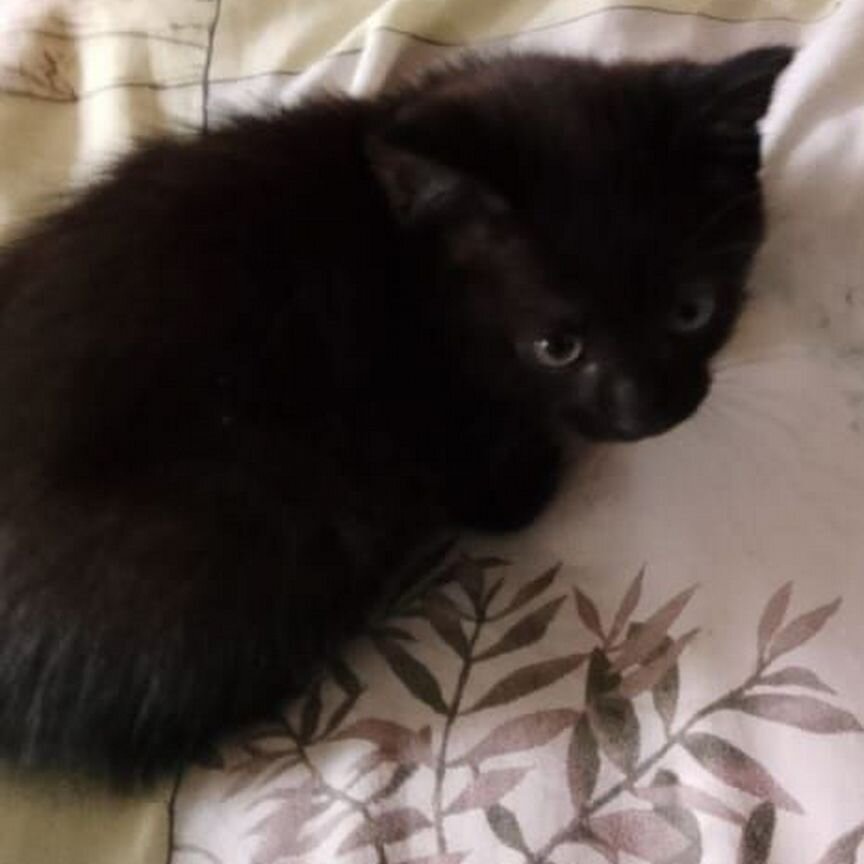 Котята в добрые руки бесплатно