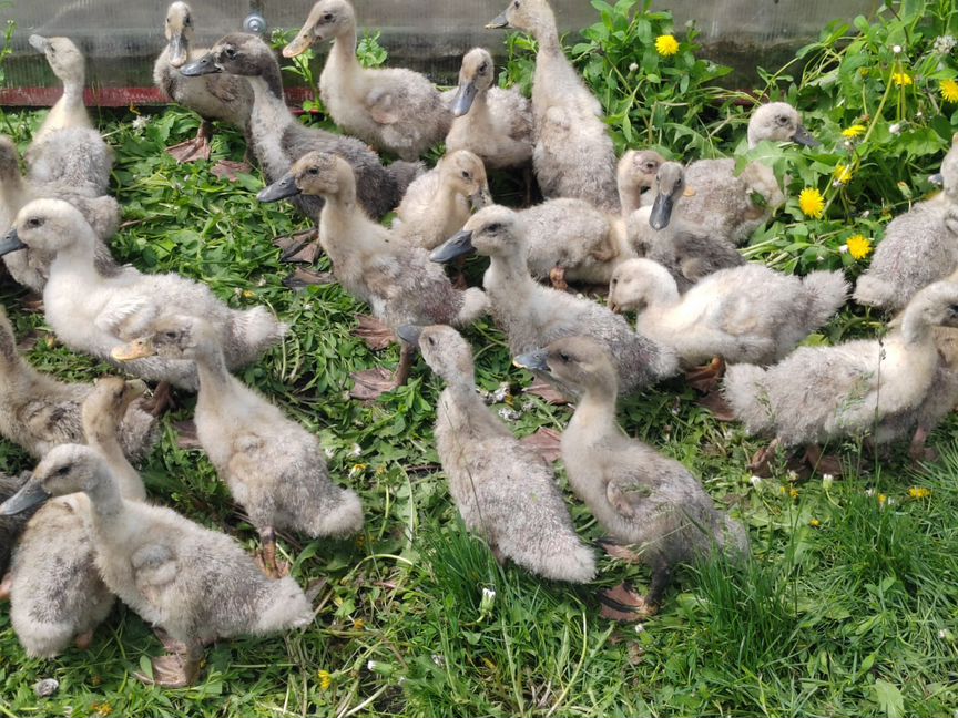 Утята голубой фаворит