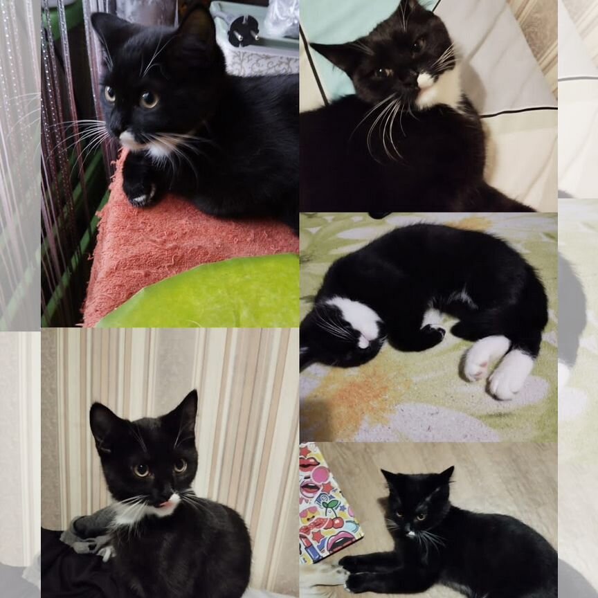 Котёнок в добрые руки