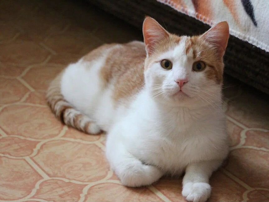 Кошка
