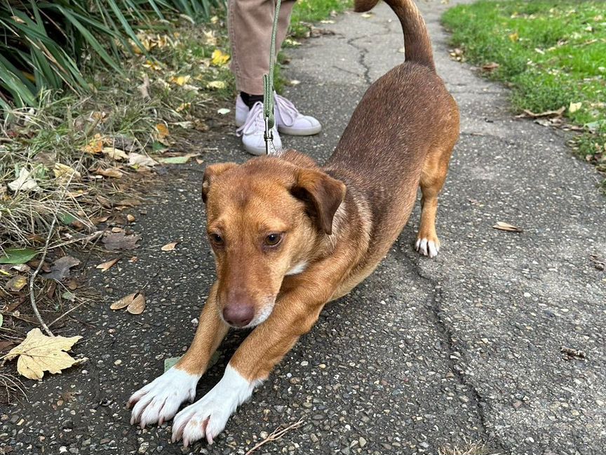 Собака бесплатно