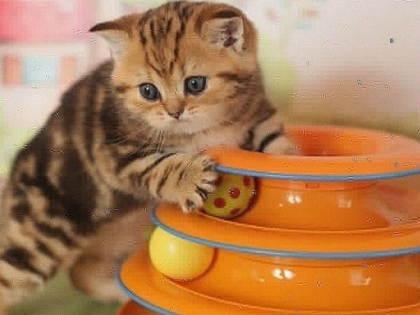 Мраморята и золотая шиншила