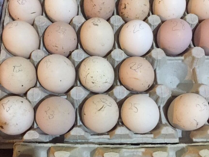 О Шамо Инкубационное яйцо