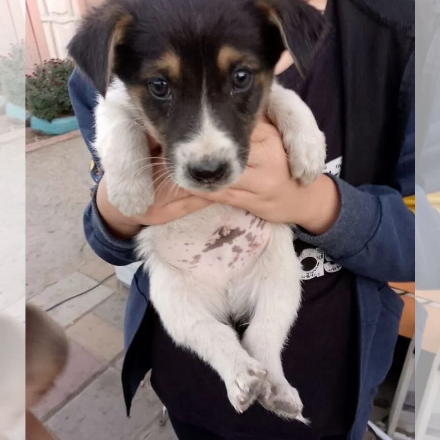 Щенок в добрые руки, М. Кузн