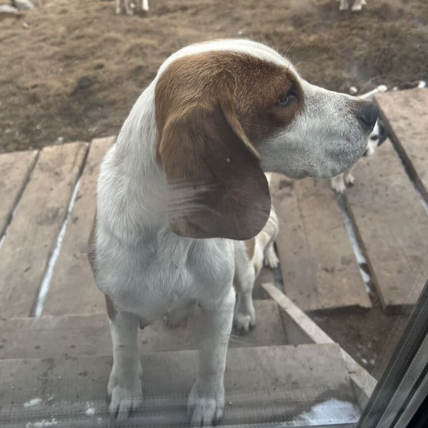 Бигль, взрослая собака