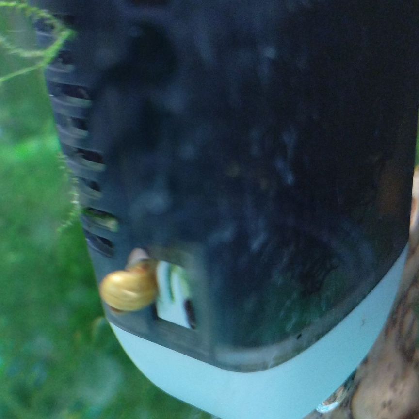 Улитки аквариумные ампулярии