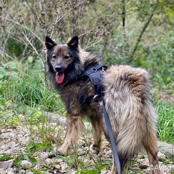 Миниатюрный мечтательный пес Филипп в добрые руки