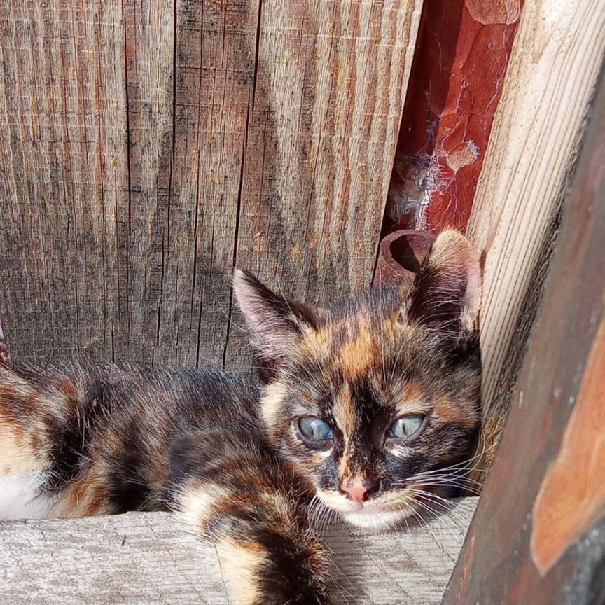 Котята отдам в хорошие руки