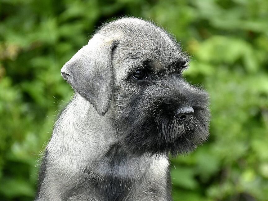 Щенки миттельшнауцера