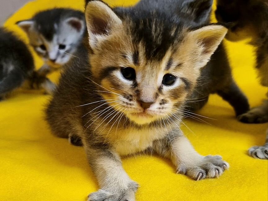 Котята чаузи