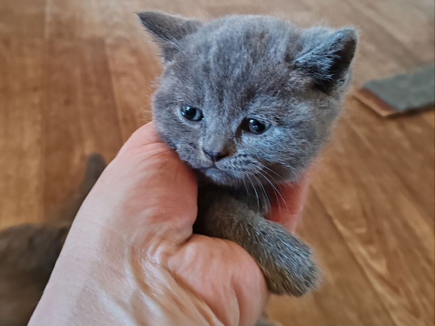 Шотландские котята