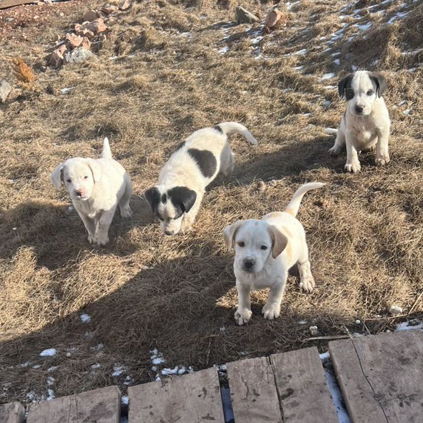 Бигль, щенок