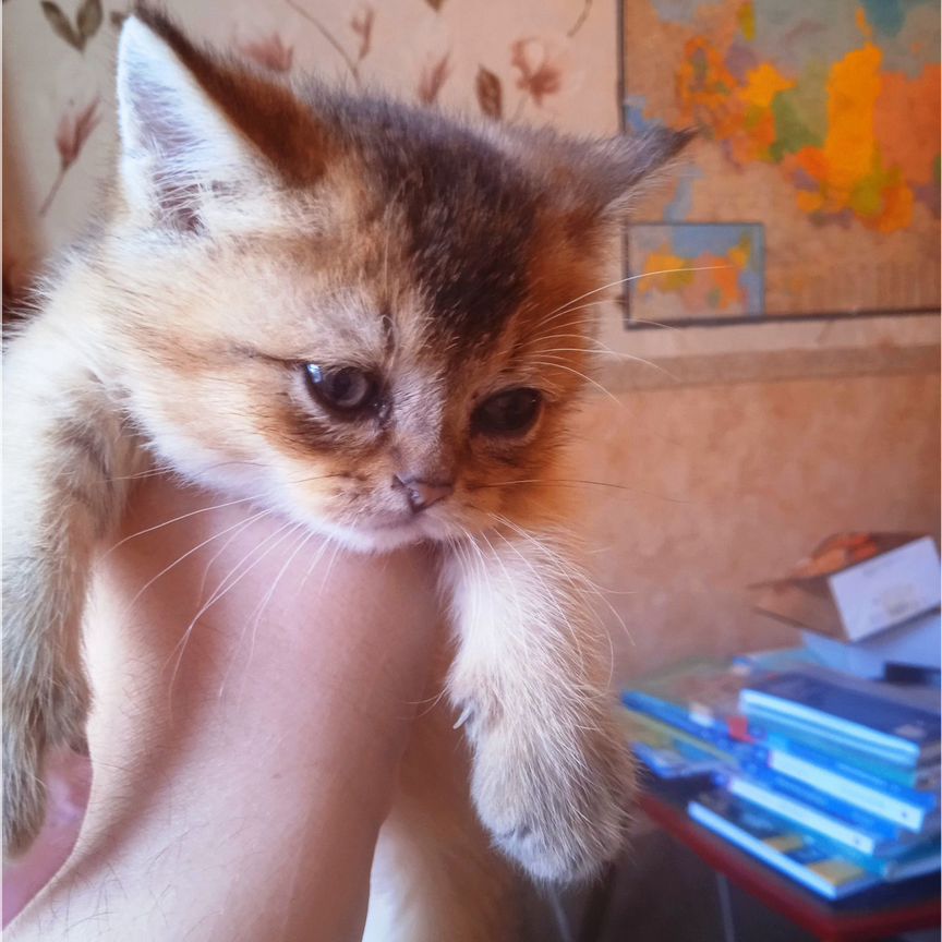 Котёнок британская шиншилла мальчик