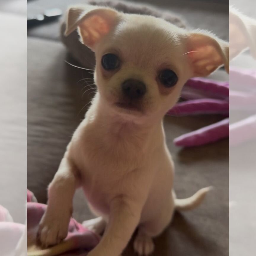 Чихуахуа, щенок