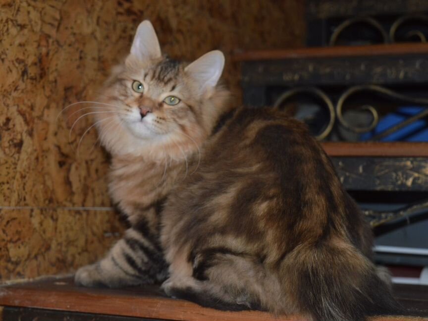 Тагир, великолепный породный котик