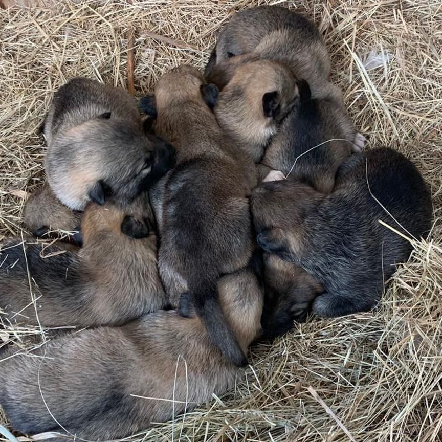 Щенки немецкой овчарки