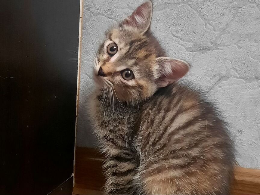 Котёнок девочка трехцветка (2 мес)