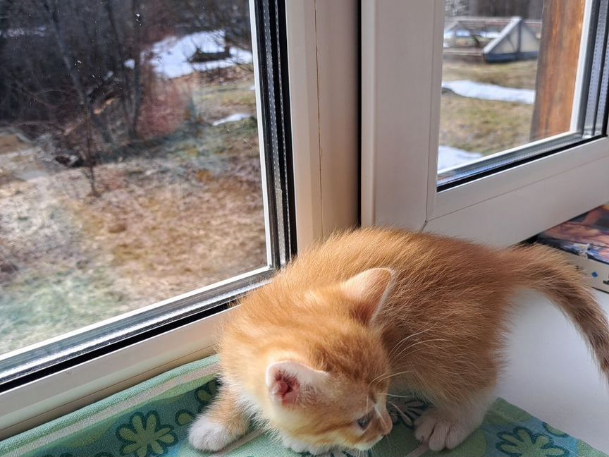 Котята