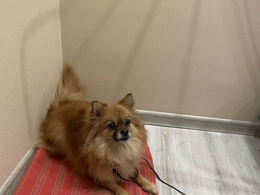 Шпиц немецкий смесь