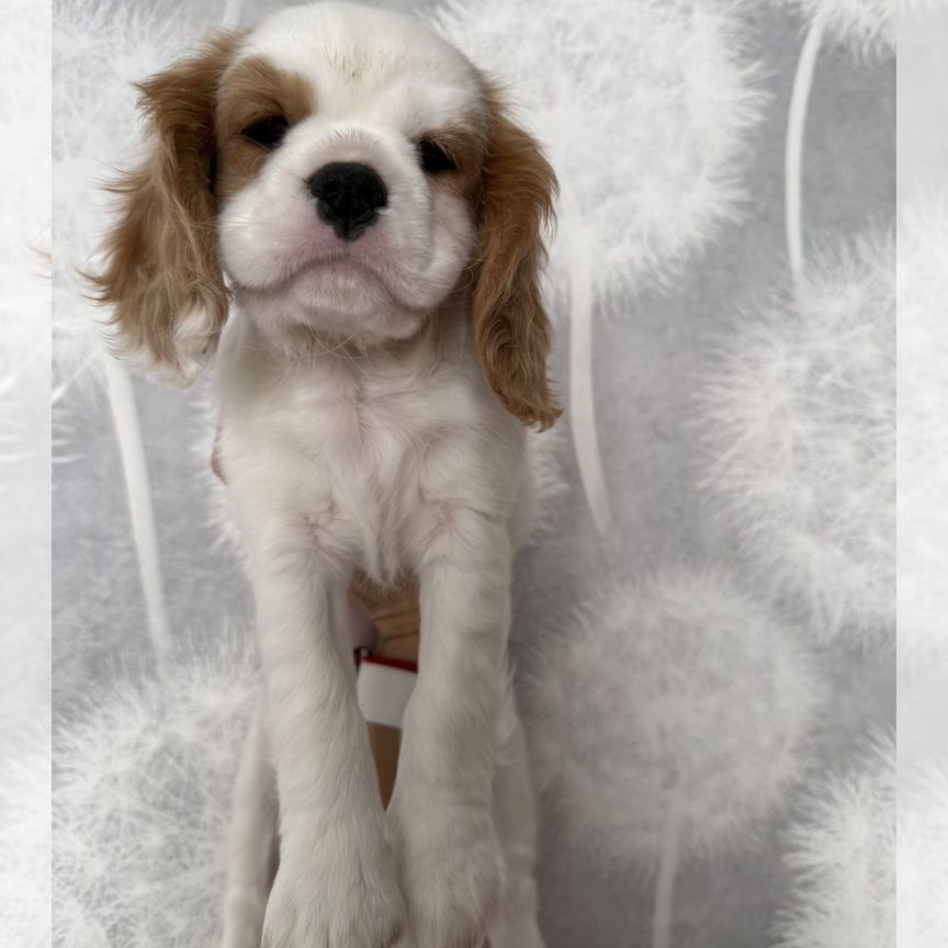 Кавалер кинг-чарльз-спаниель, щенок