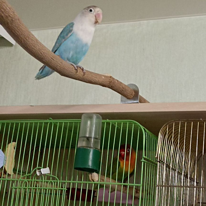 Попугай неразлучник фишера