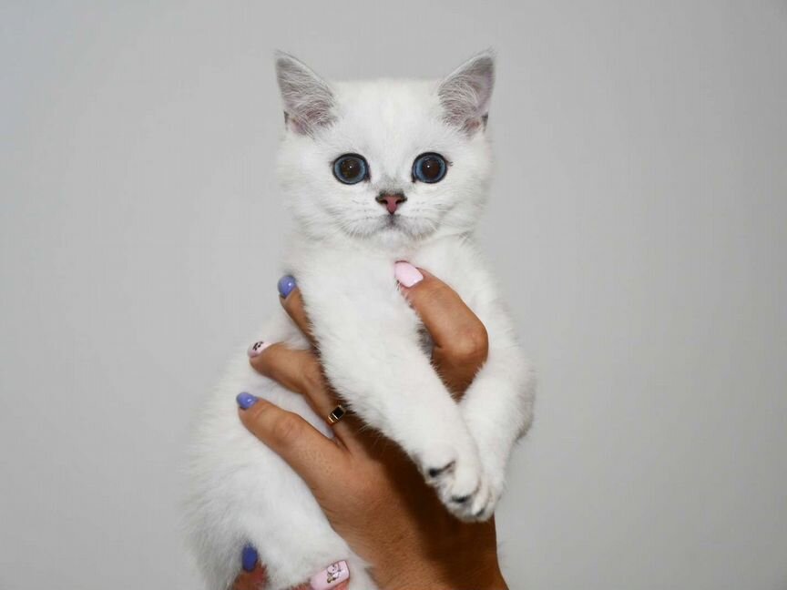 Котята