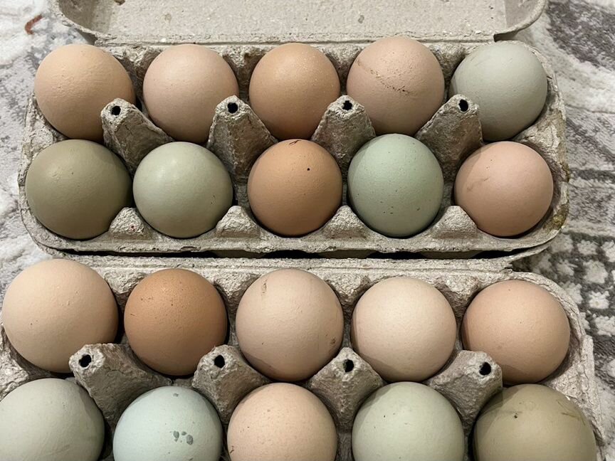 Яица инкубационные