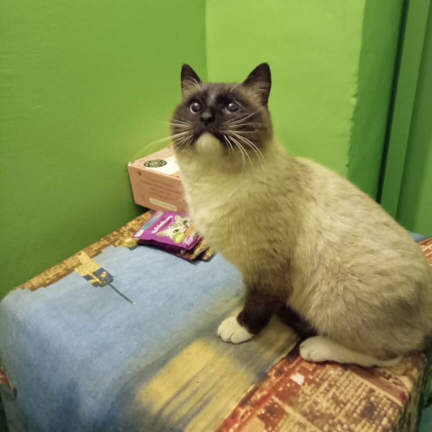 Котик в добрые руки