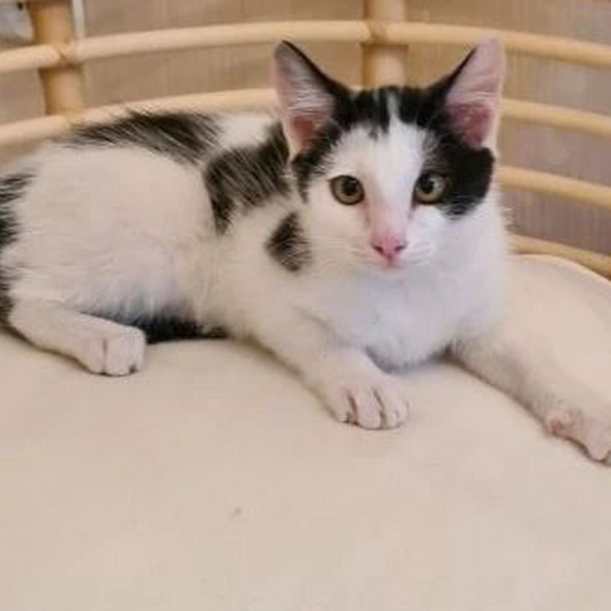 Котёнок в добрые руки