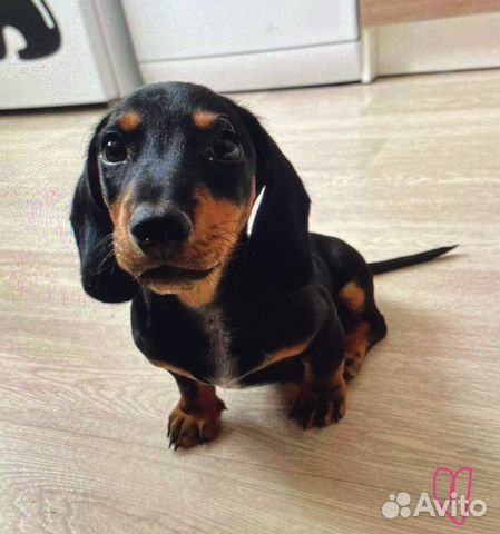 Такса малыш