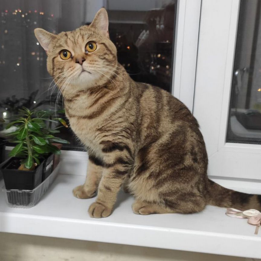 Кот для кошки
