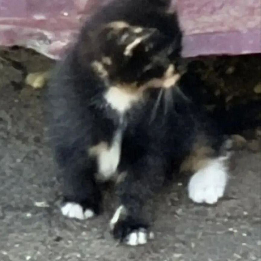 Котёнок в добрые руки