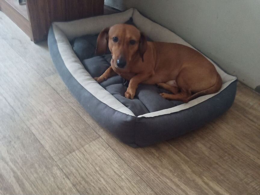 Собака в добрые руки отдам бесплатно