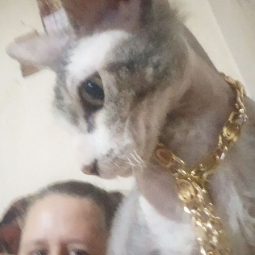 Канадский сфинкс, взрослый кот