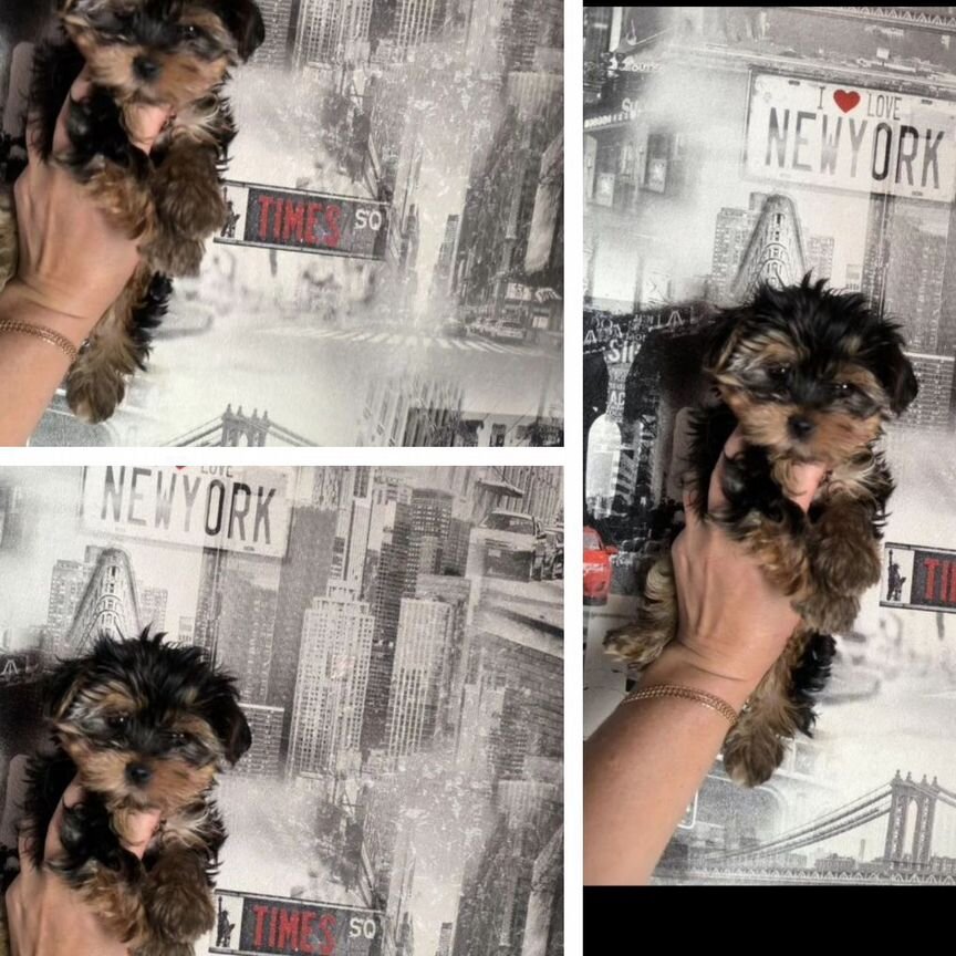 Щенок от частного владельца