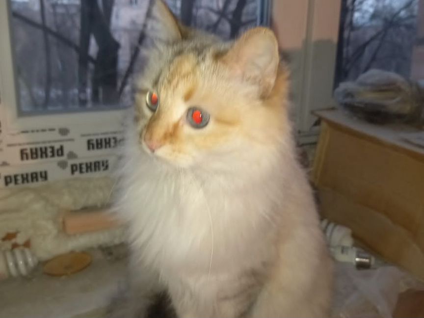 Отдам кошку в добрые руки