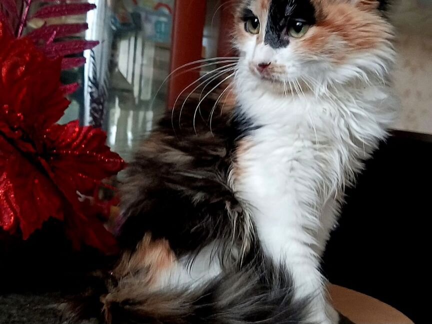 Кошка 4 месяца трехцветка
