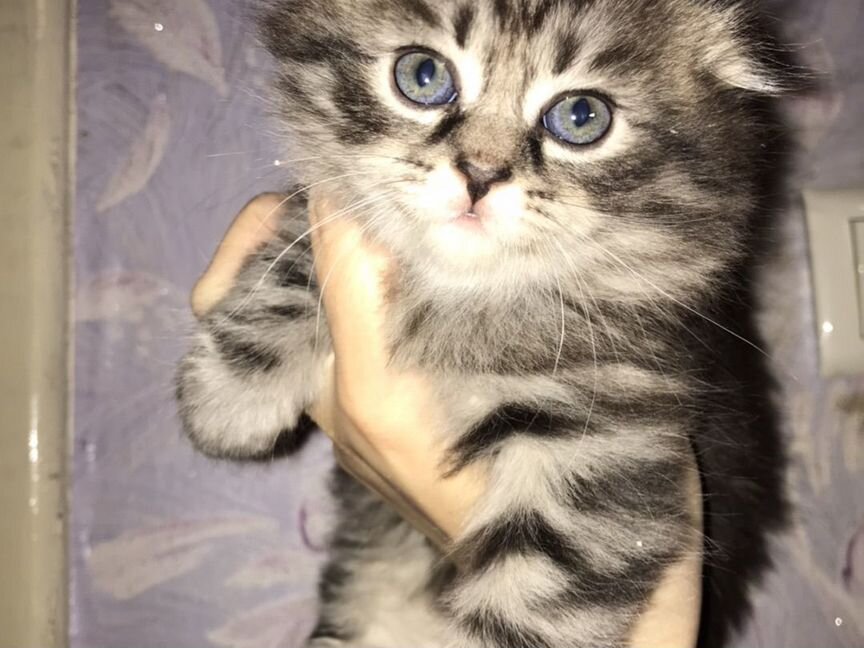 Котята шотландские вислоухие полупородистые