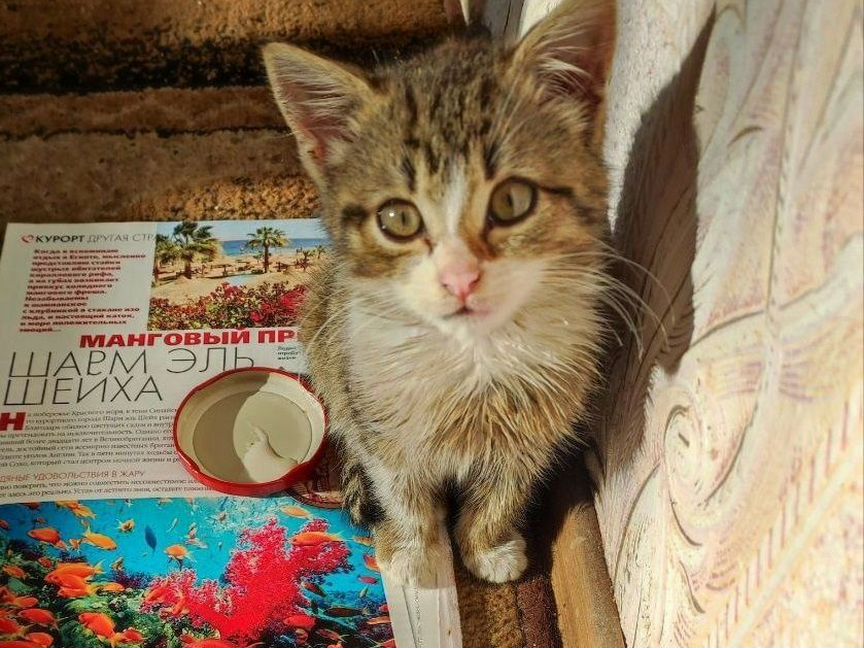 Кошка