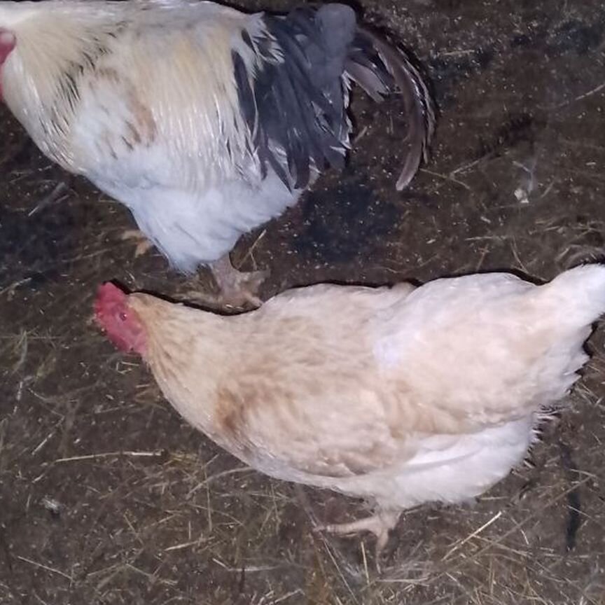 Продам курей