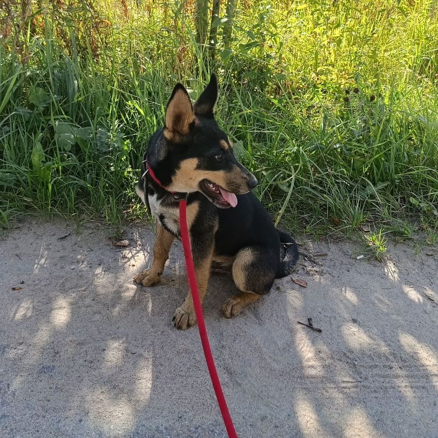 Щенок пастушья ов+хаски