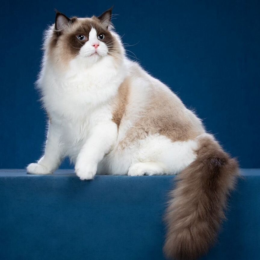 Рэгдолл вязка