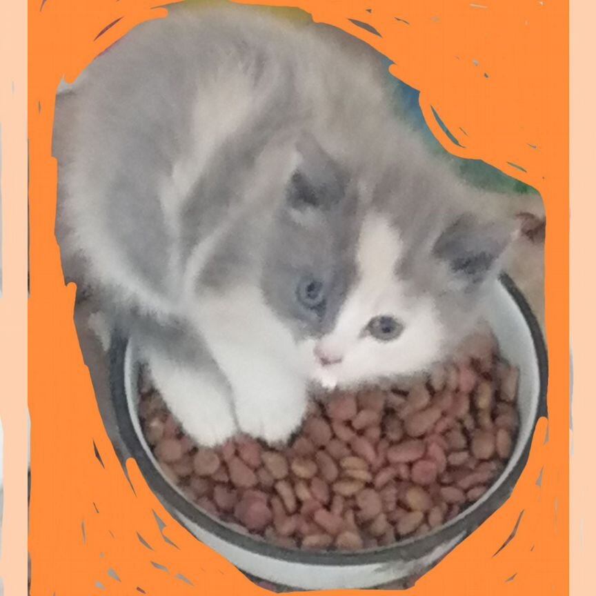 Котёнок, трехшерстная кошечка