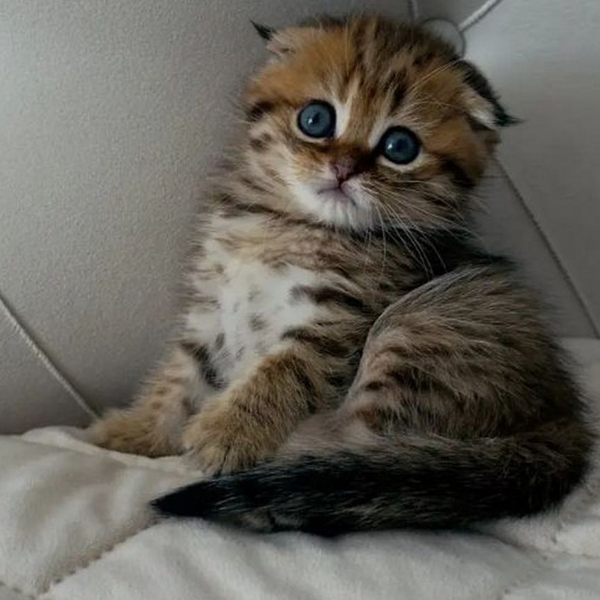 Шотландский вислоухий короткошёрстный котёнок