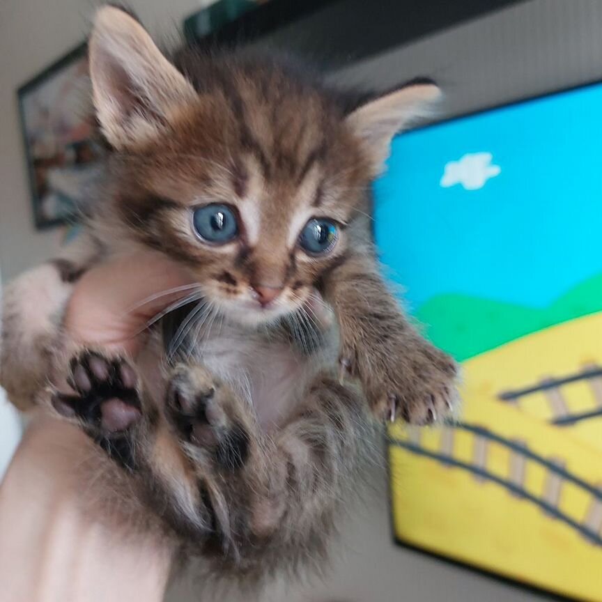 Котик -:малюсечка в Добрые Ручки